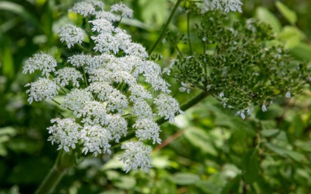 Les plantes invasives, que peut-on faire ? - Le Sillon Belge