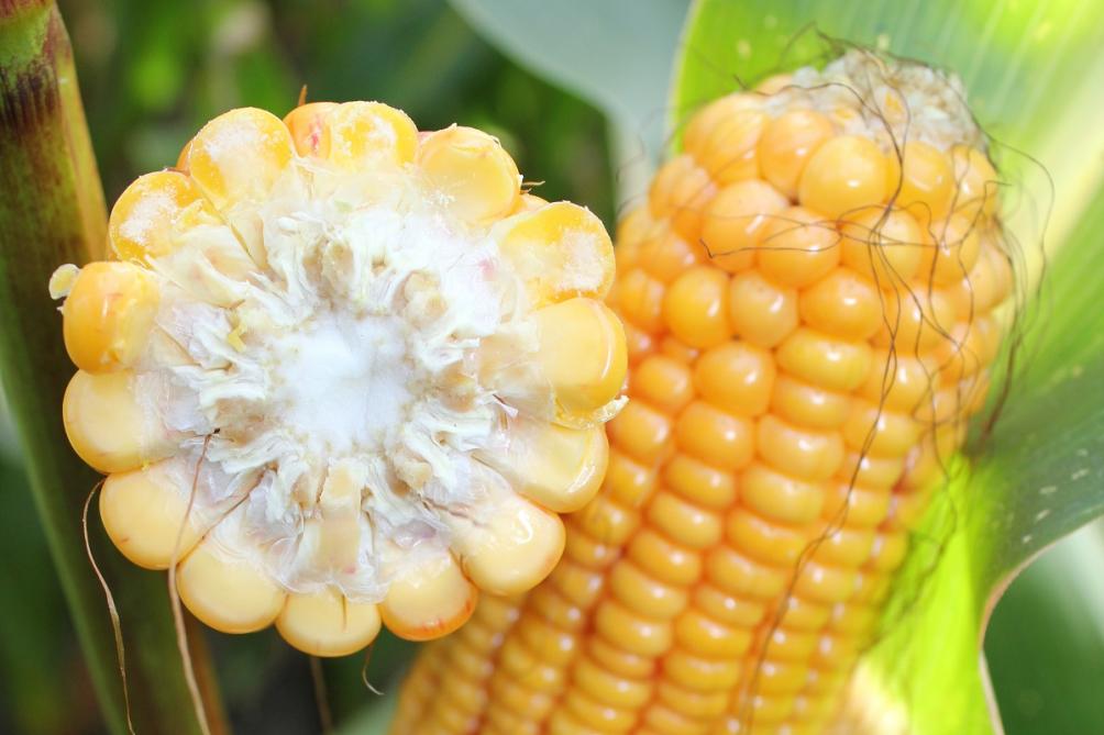 Semez une variété de maïs grain précoce et la plus financièrement intéressante : KWS Emporio ...
