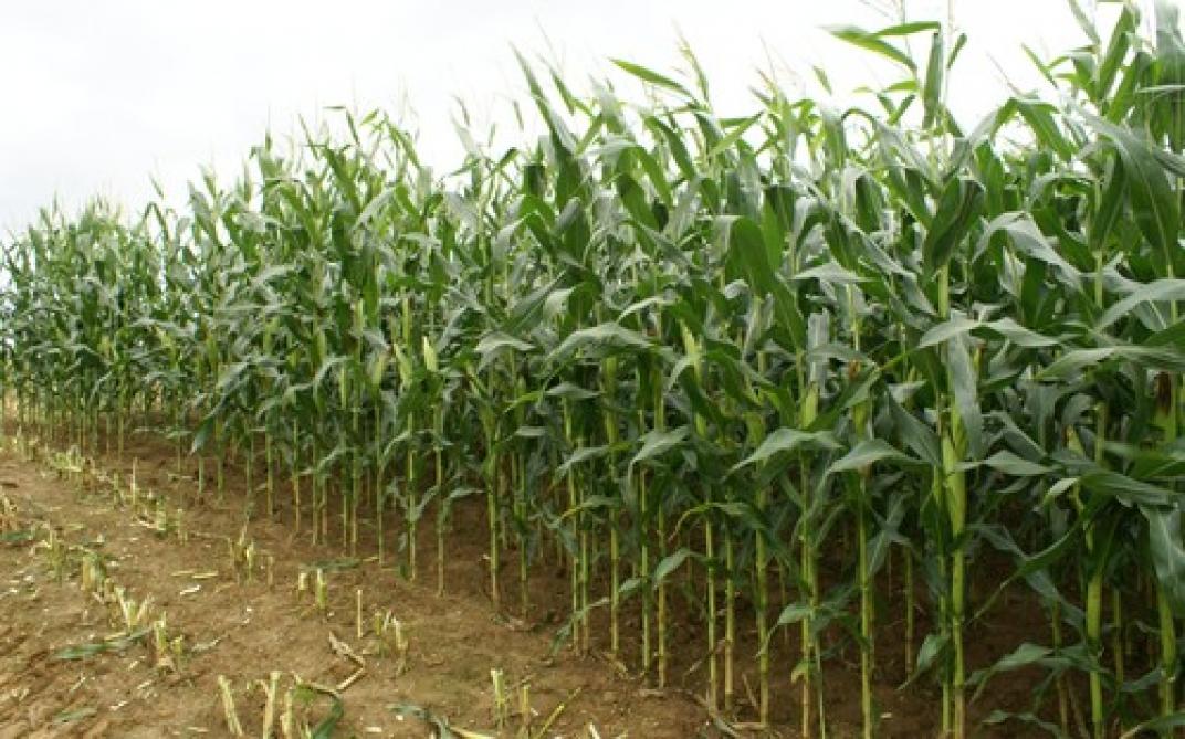 Formation phytolicence : plateforme de Cipan - Le Sillon Belge