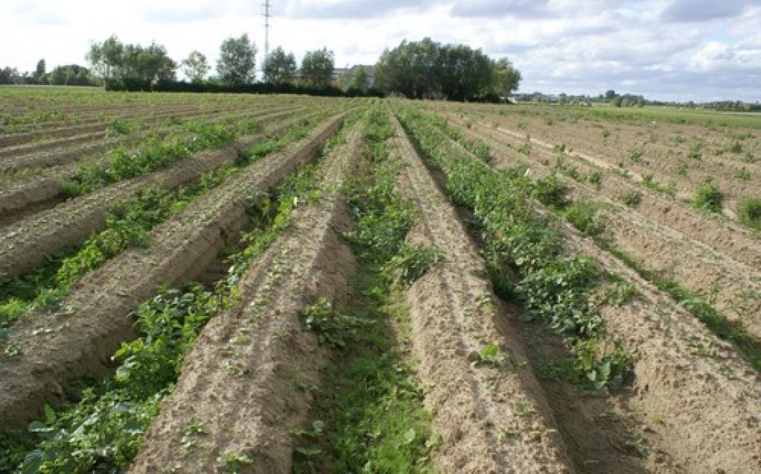 La gestion différenciée et les alternatives aux pesticides - Le Sillon ...