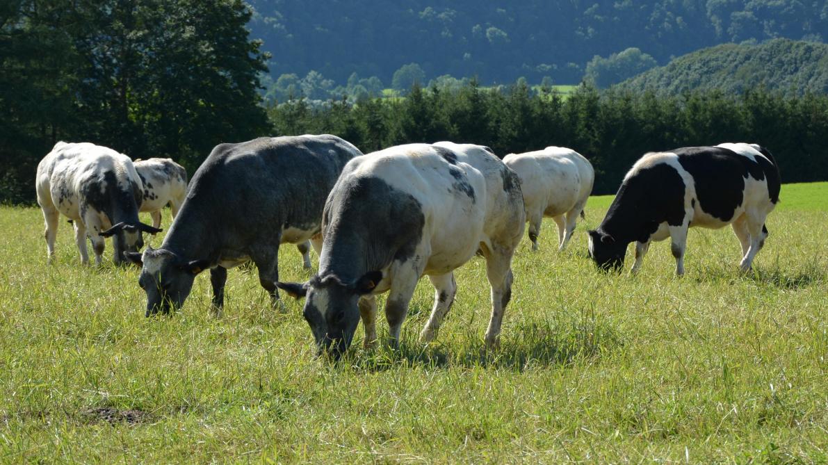 L’abondance de l’offre de viande bovine pèse sur les prix - Le Sillon Belge