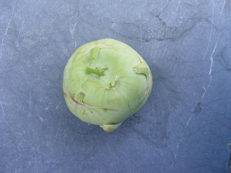 Le chou-rave, un légume facile à cultiver… à condition de l’accompagner ...