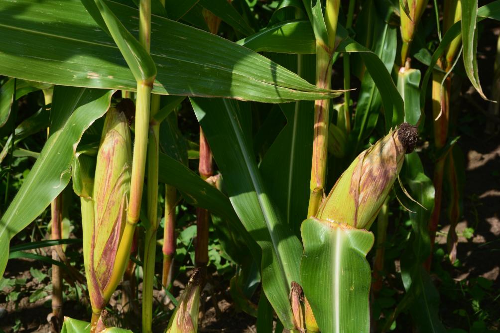 Maïs fourrage: la maturité en avance dans de nombreuses régions - Le ...