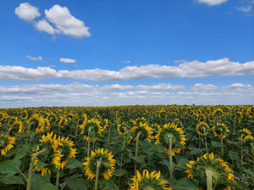 Le tournesol peut-il être cultivé chez nous? - SillonBelge.be
