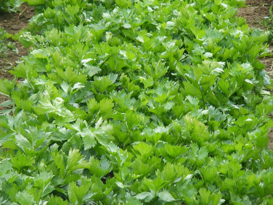 Préparons dès aujourd’hui les premiers semis de céleris - Le Sillon Belge