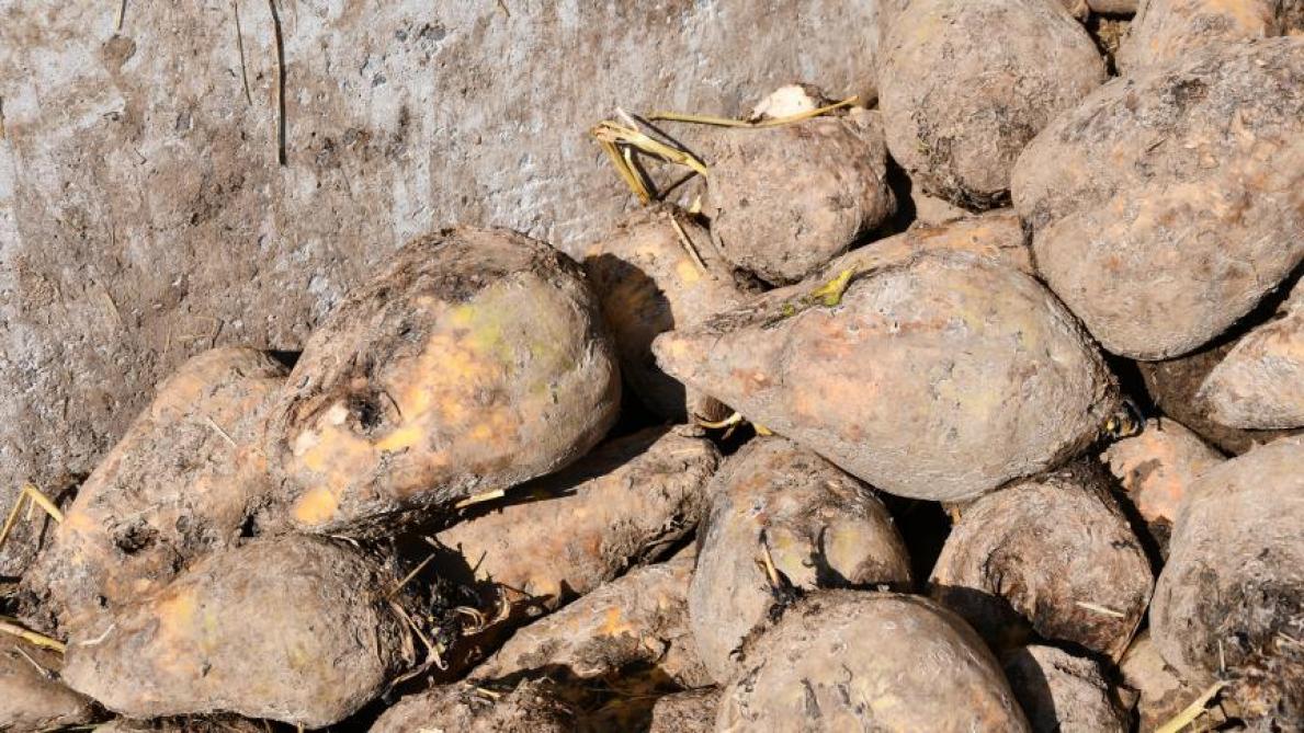 Betterave fourragère: Delicante et Bangor intègrent le catalogue ...