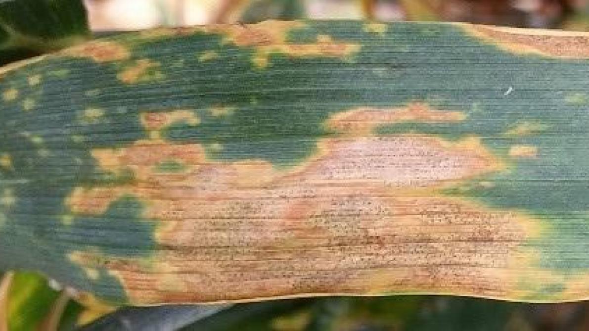 Froment d’hiver: la septoriose progresse, surtout sur variétés ...
