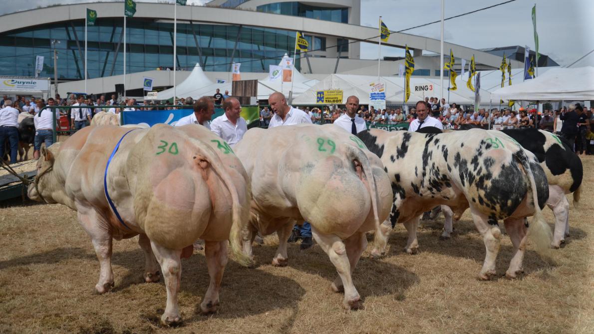 La Foire de Libramont de retour fin juillet pour une 87e édition ...