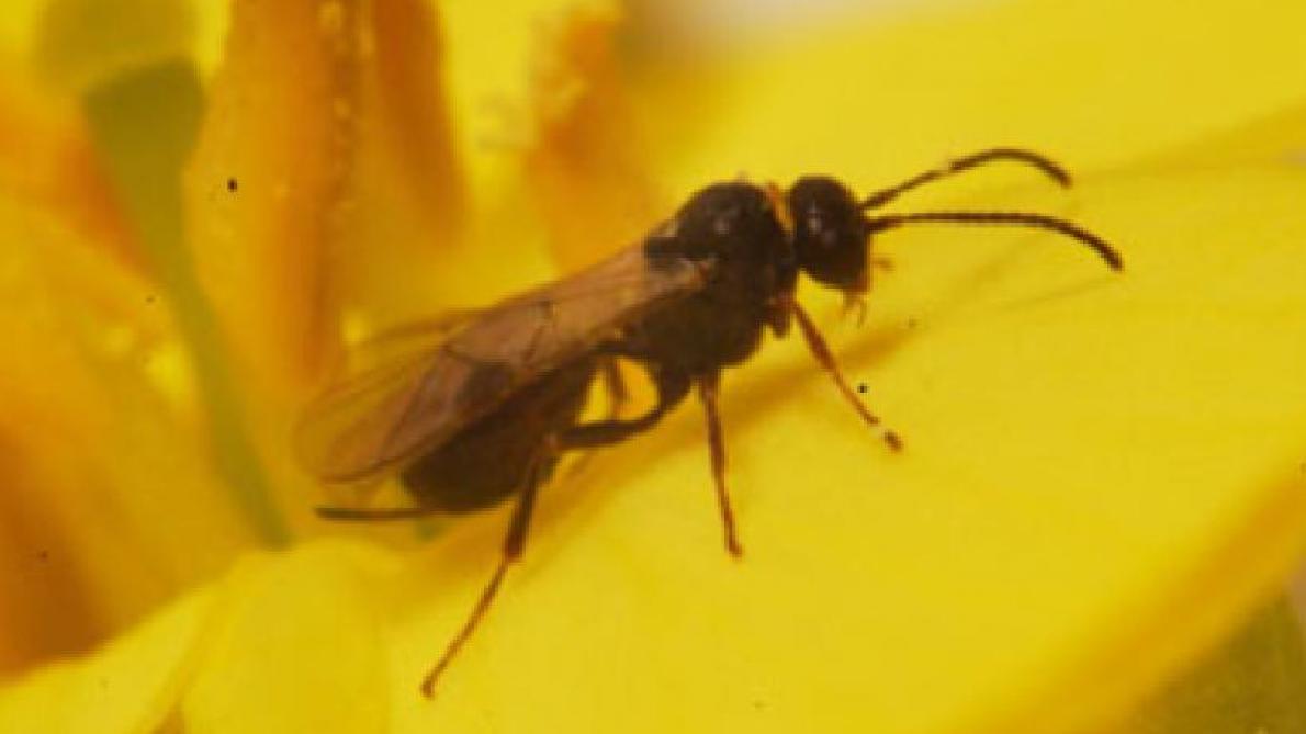 La lutte contre les ravageurs du colza débute maintenant! - Le Sillon Belge