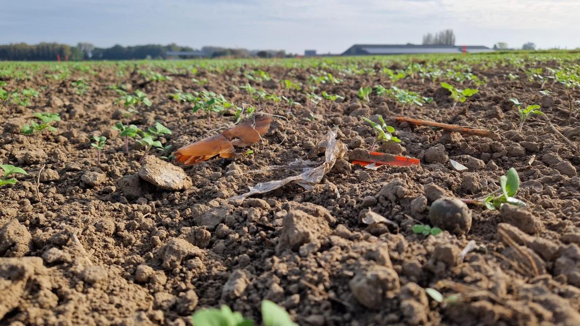 Un sol sain, des plantes saines… avec une touche de plastique? - Le ...