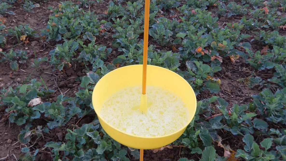 Premières captures de charançons de la tige du colza! - Le Sillon Belge