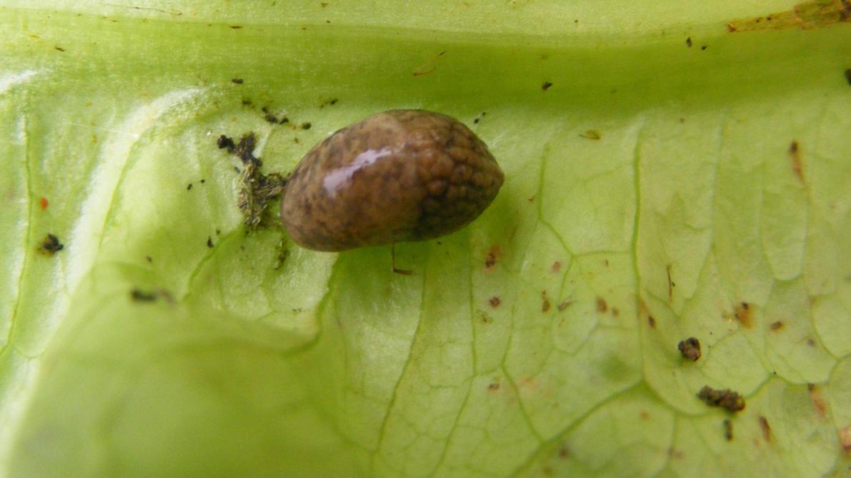 Les limaces: de leur rôle de décomposeurs aux dégâts sur les cultures ...