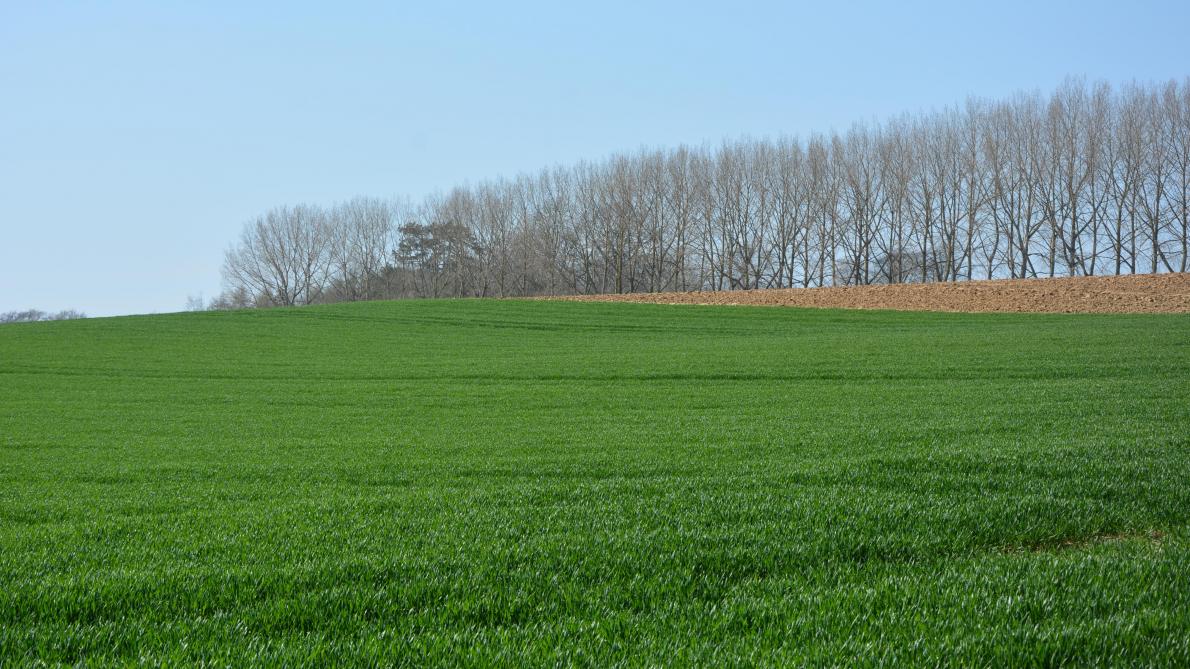 Suivi des maladies en escourgeon : attendre le stade BBCH 39, avant d ...